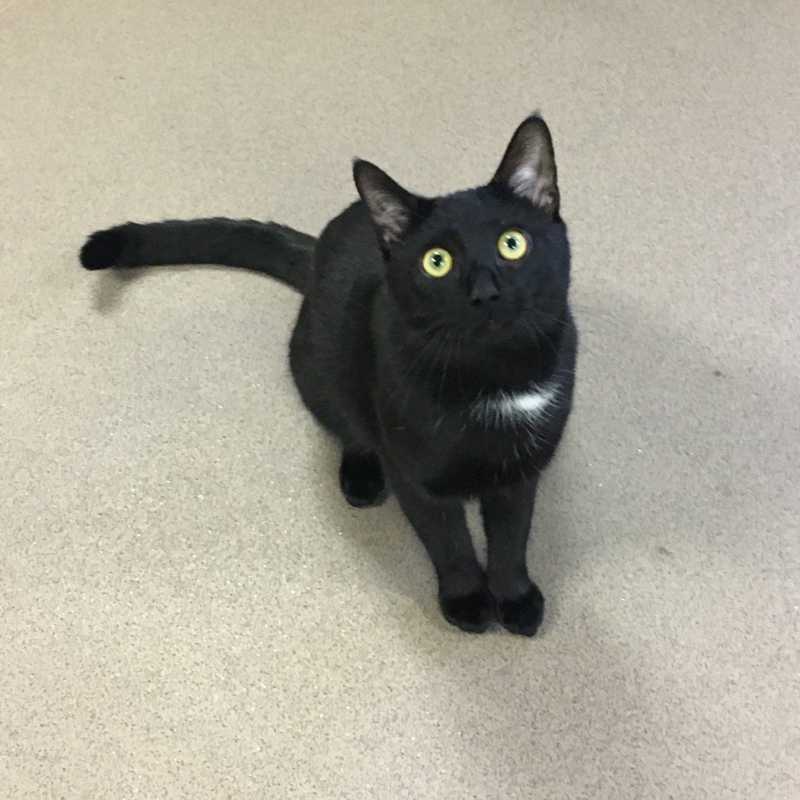 Jackie Chan - Homeward Bound: Addison County’s Humane Society