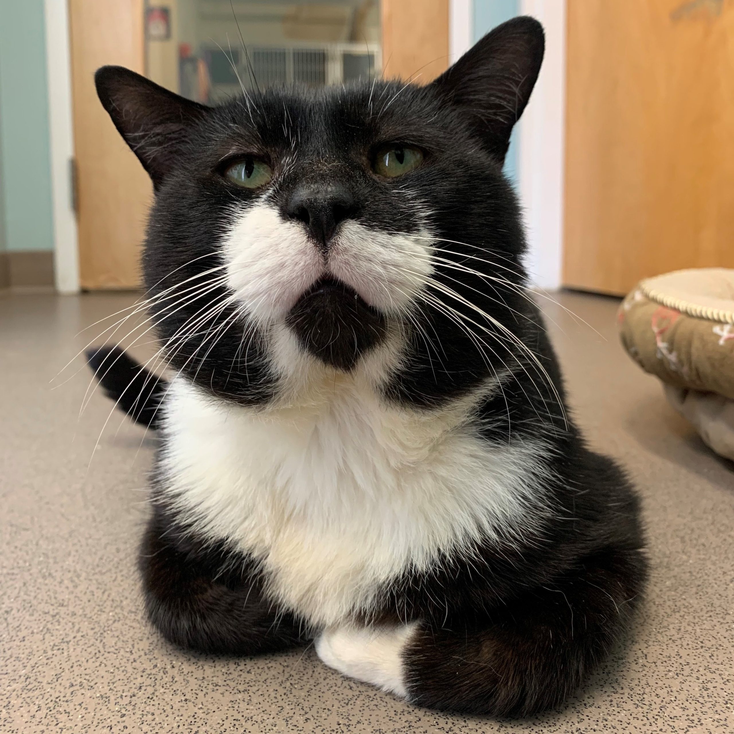 Major Tom - Homeward Bound: Addison County’s Humane Society