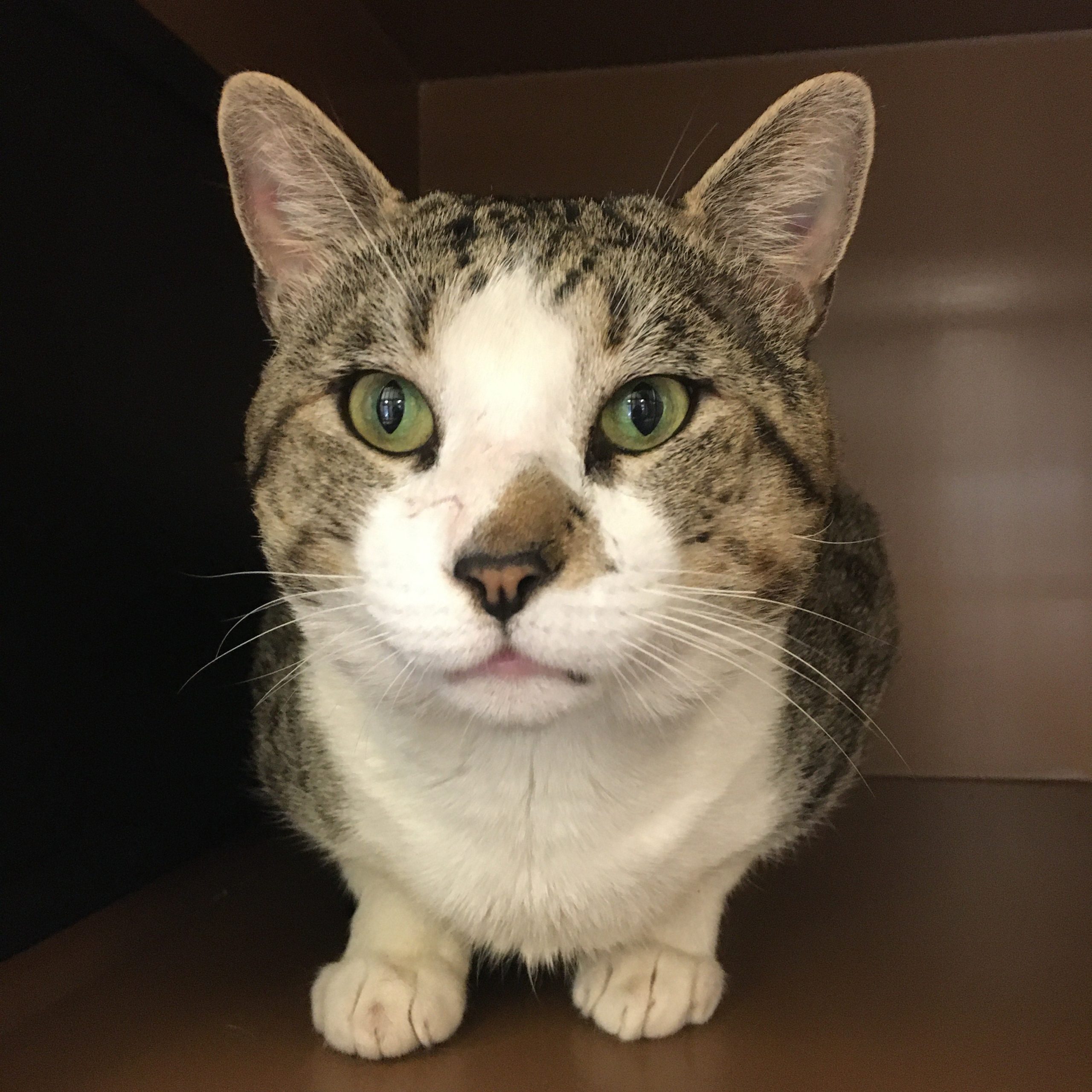 Anakin - Homeward Bound: Addison County’s Humane Society