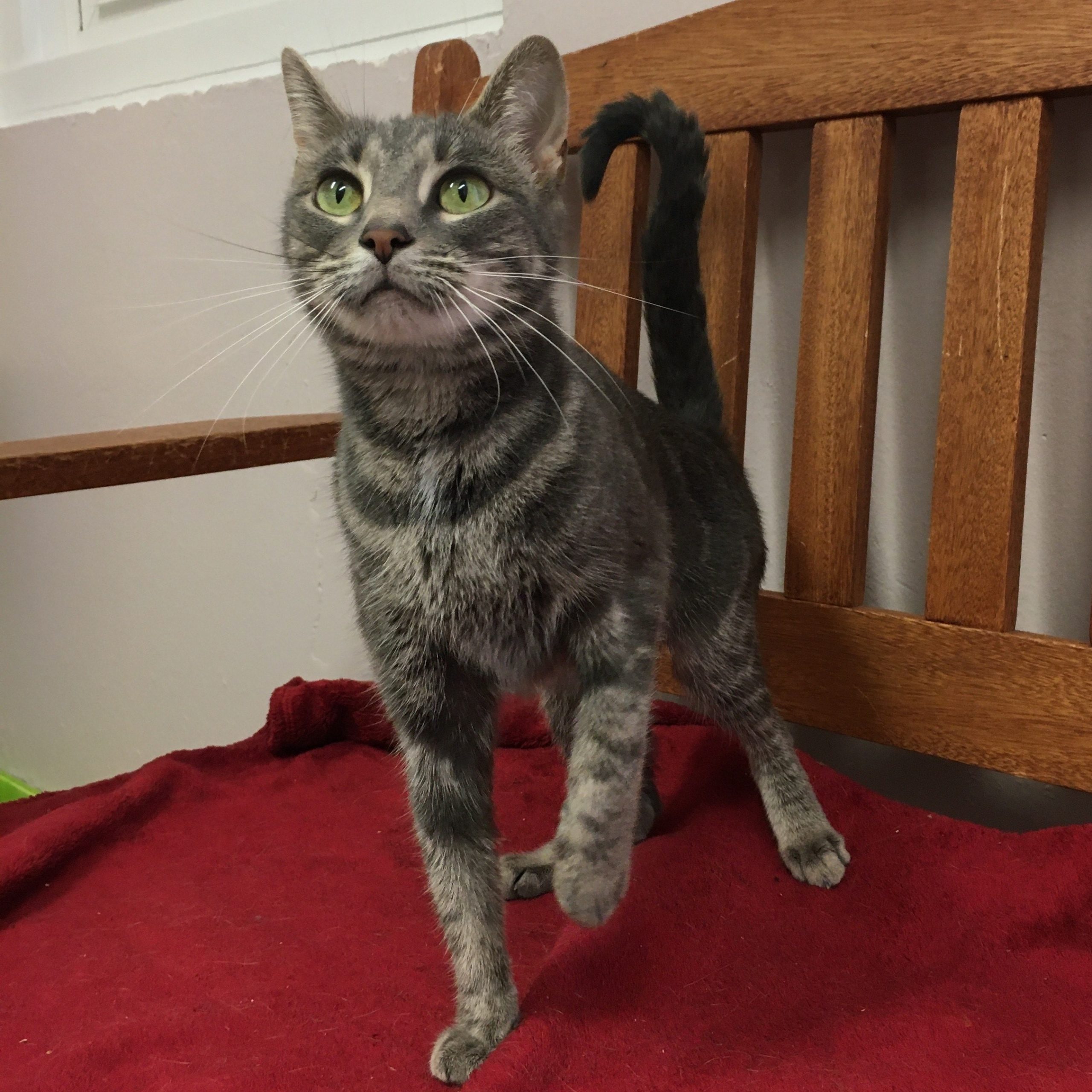 Miss Shadow - Homeward Bound: Addison County’s Humane Society