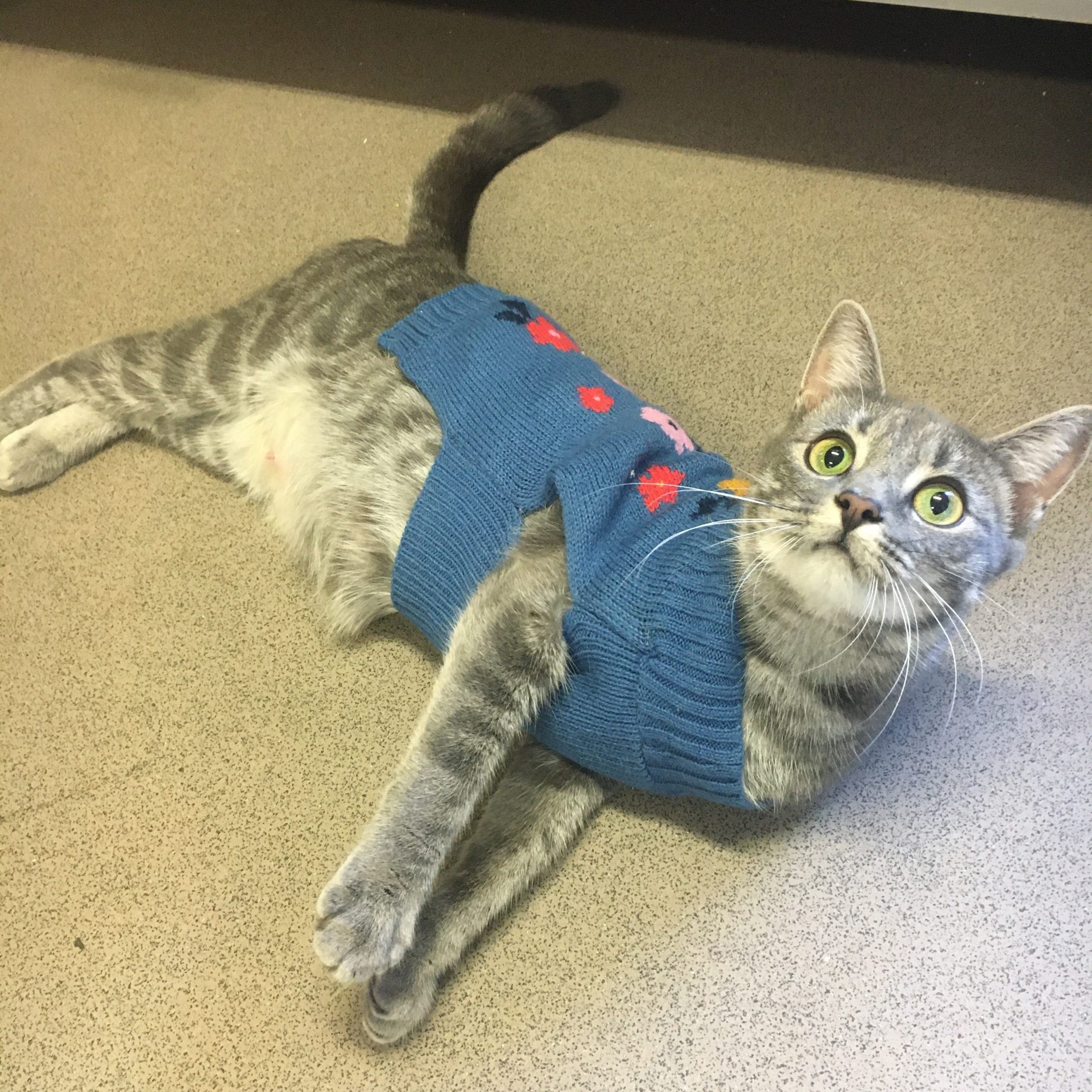 Quinoa - Homeward Bound: Addison County’s Humane Society