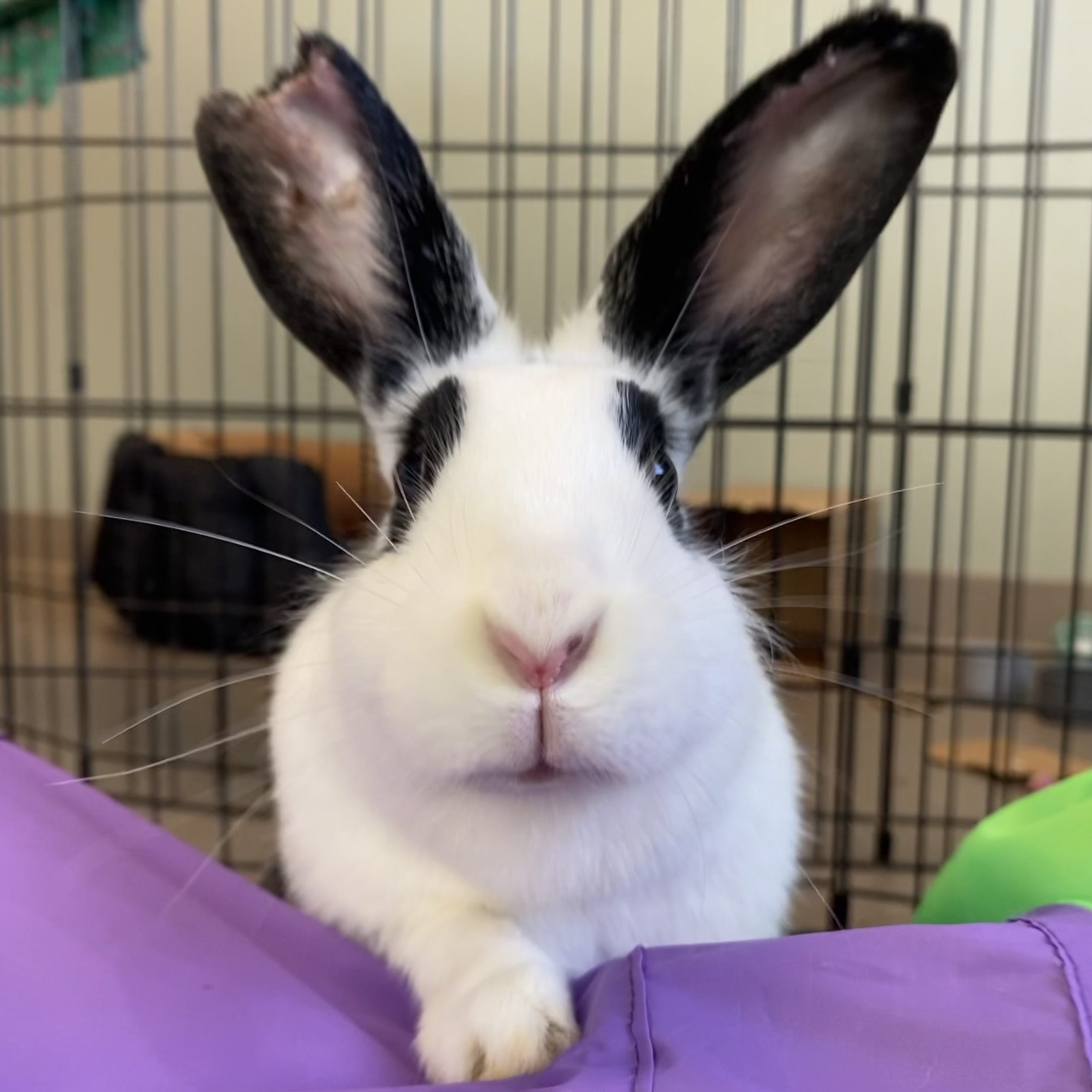 Bee Gee - Homeward Bound: Addison County’s Humane Society