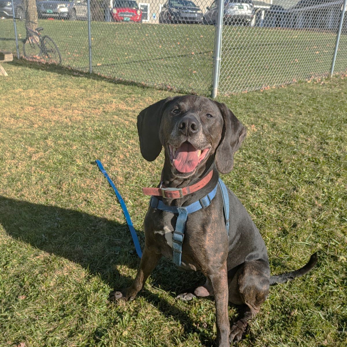 Duke - Homeward Bound: Addison County’s Humane Society