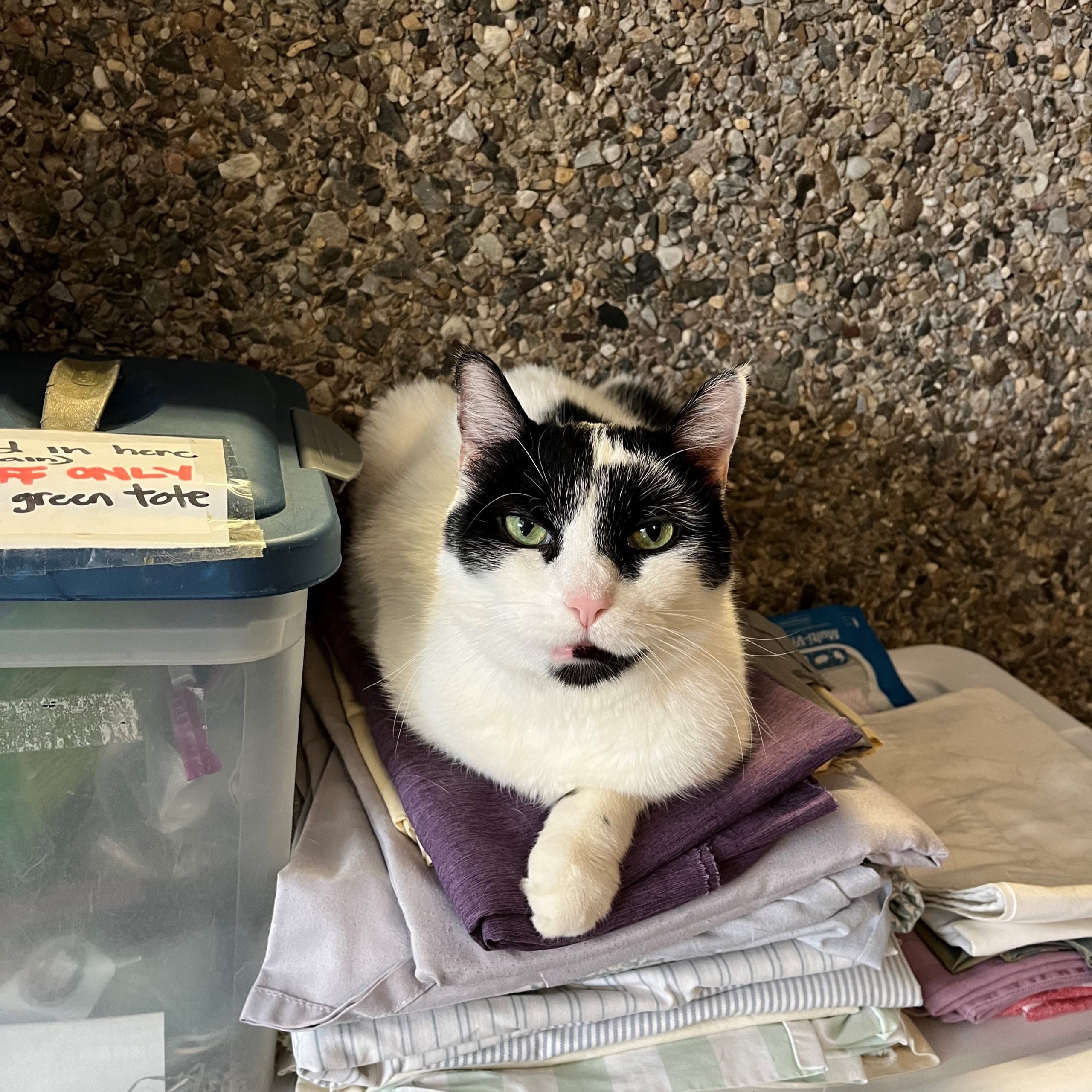 Kit Kat - Homeward Bound: Addison County’s Humane Society