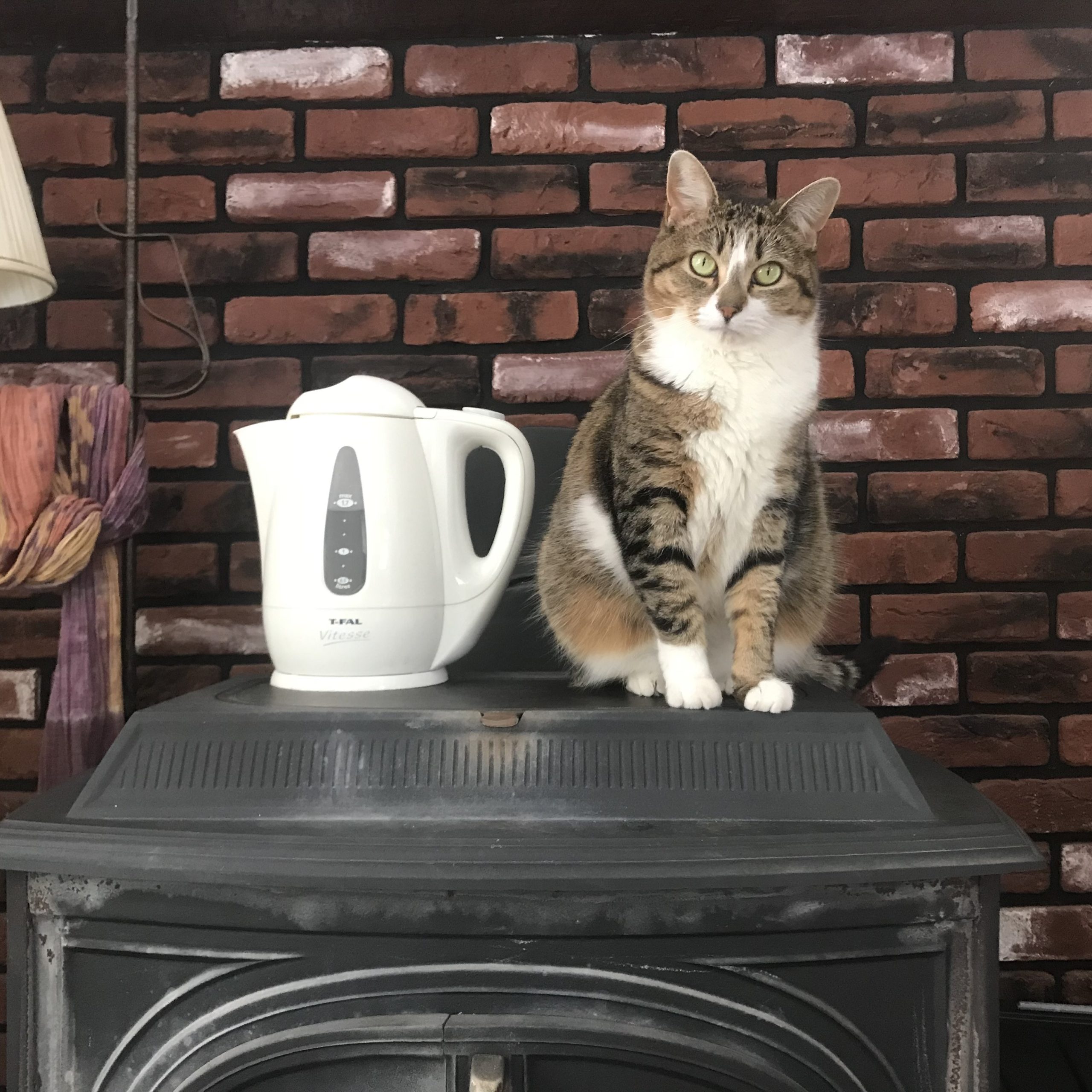 Sparrow - Homeward Bound: Addison County’s Humane Society