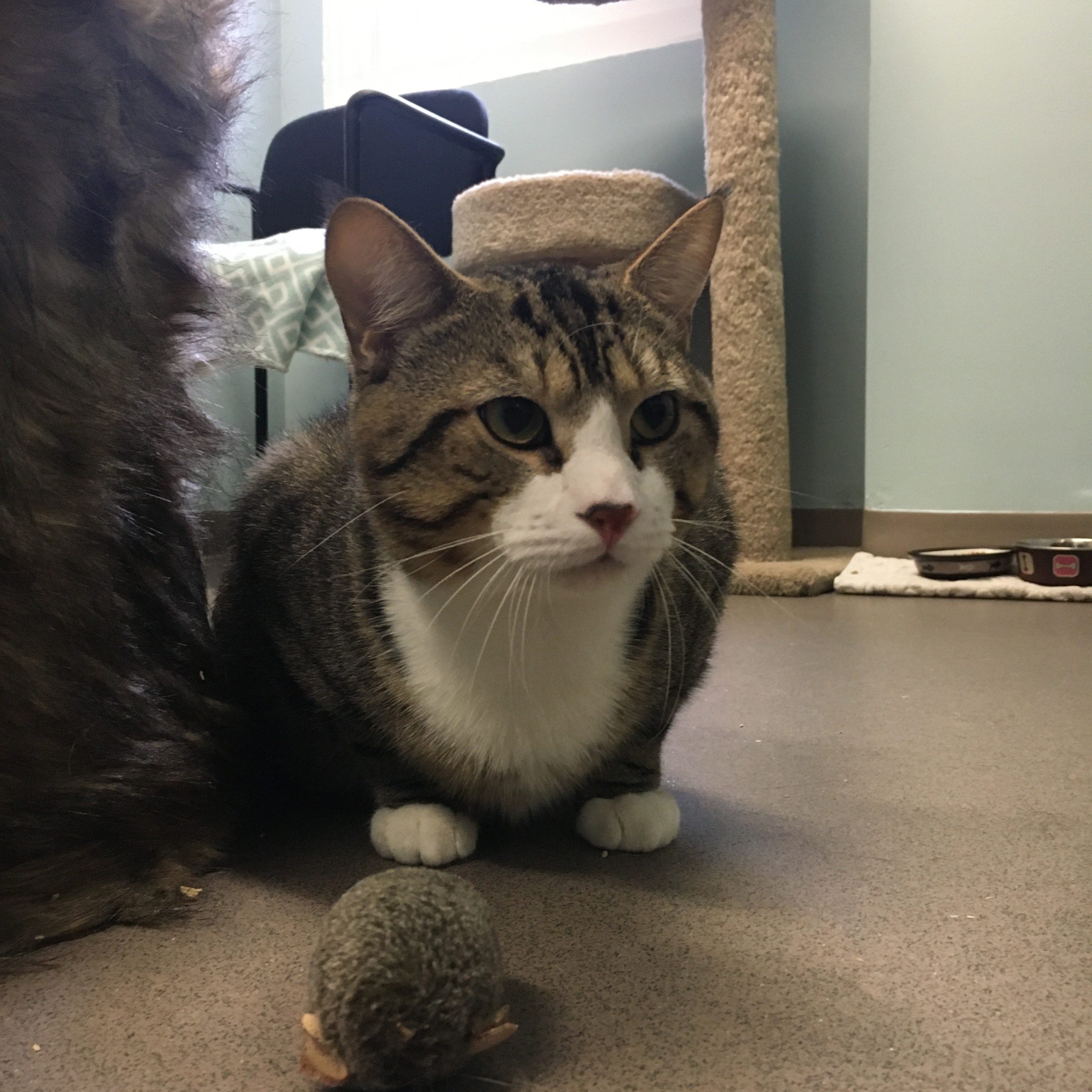 Wonka - Homeward Bound: Addison County’s Humane Society
