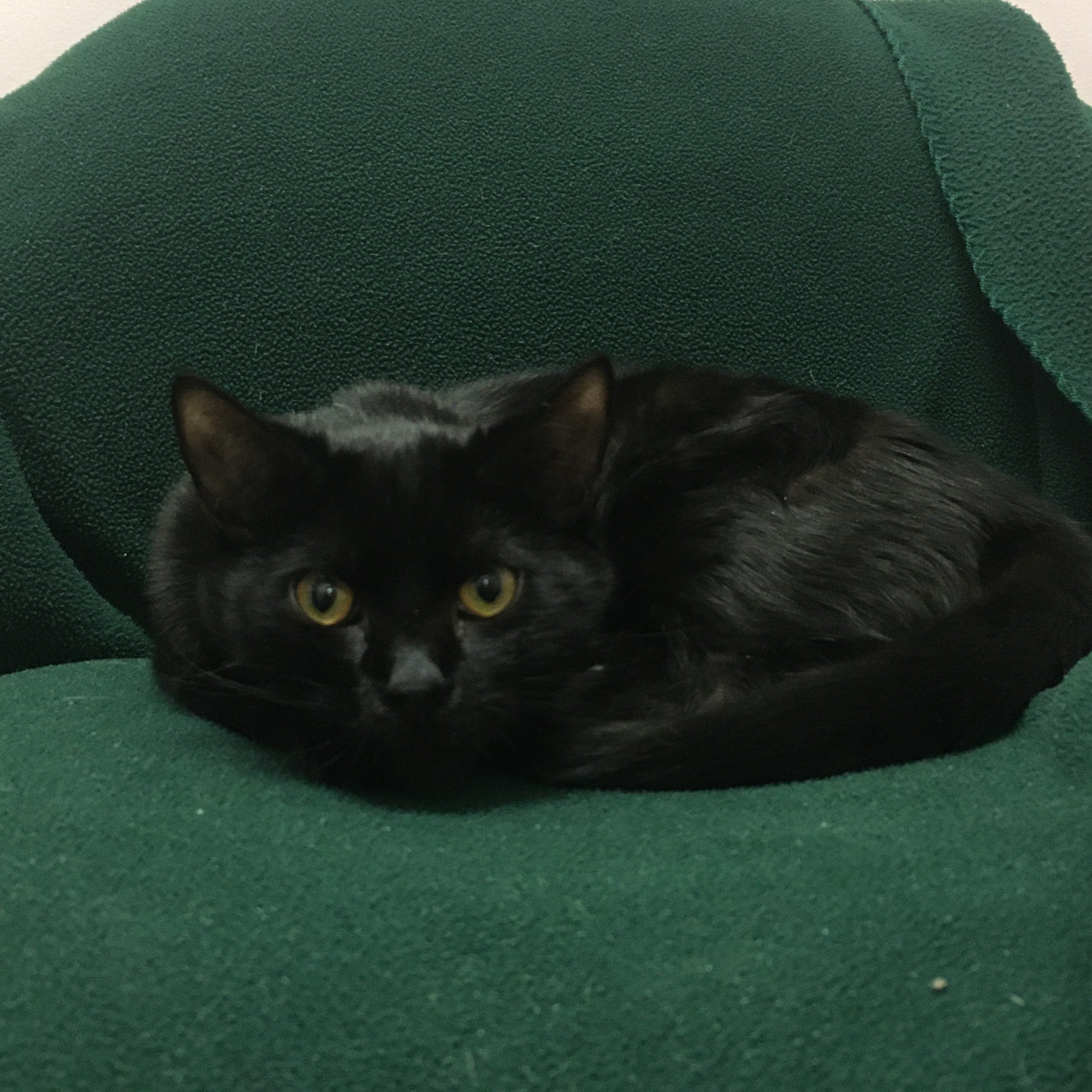 Galaga - Homeward Bound: Addison County’s Humane Society