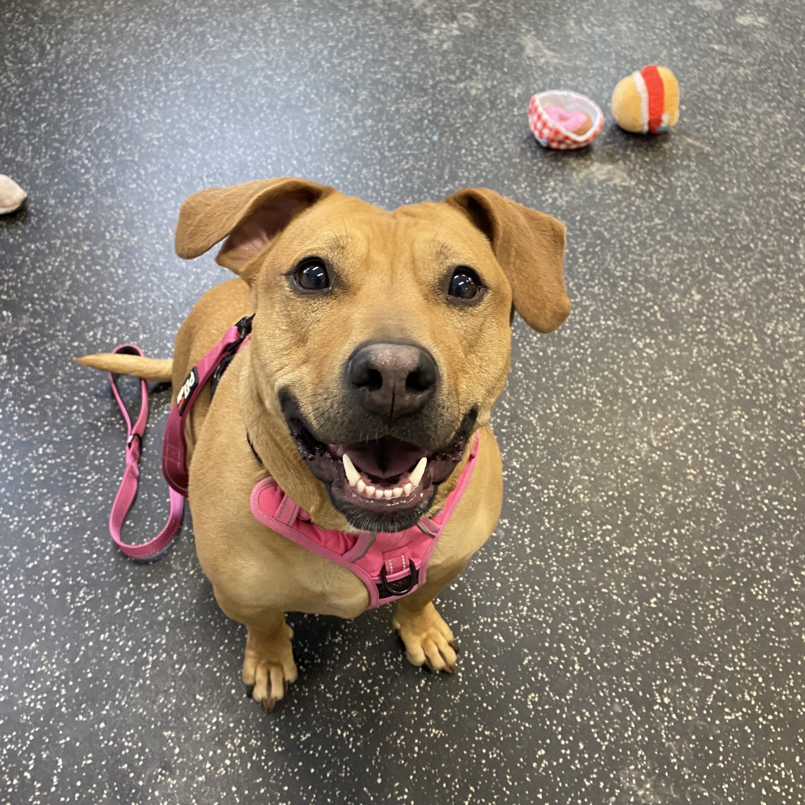 Hazel - Homeward Bound: Addison County’s Humane Society