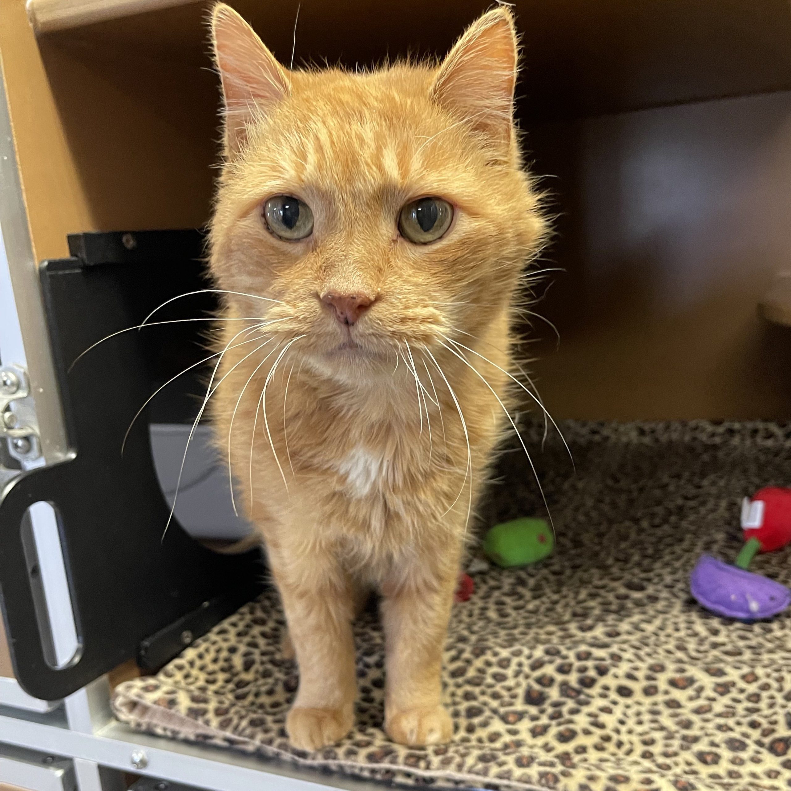 Reginald - Homeward Bound: Addison County’s Humane Society