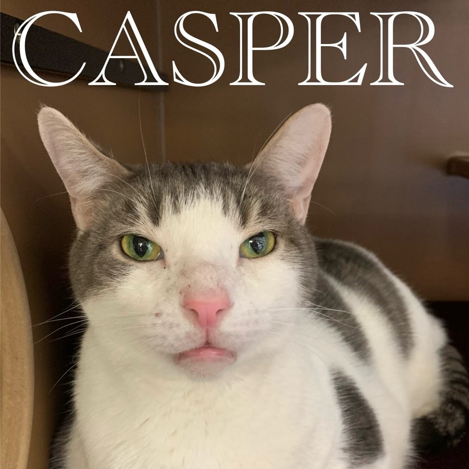 Casper - Homeward Bound: Addison County’s Humane Society