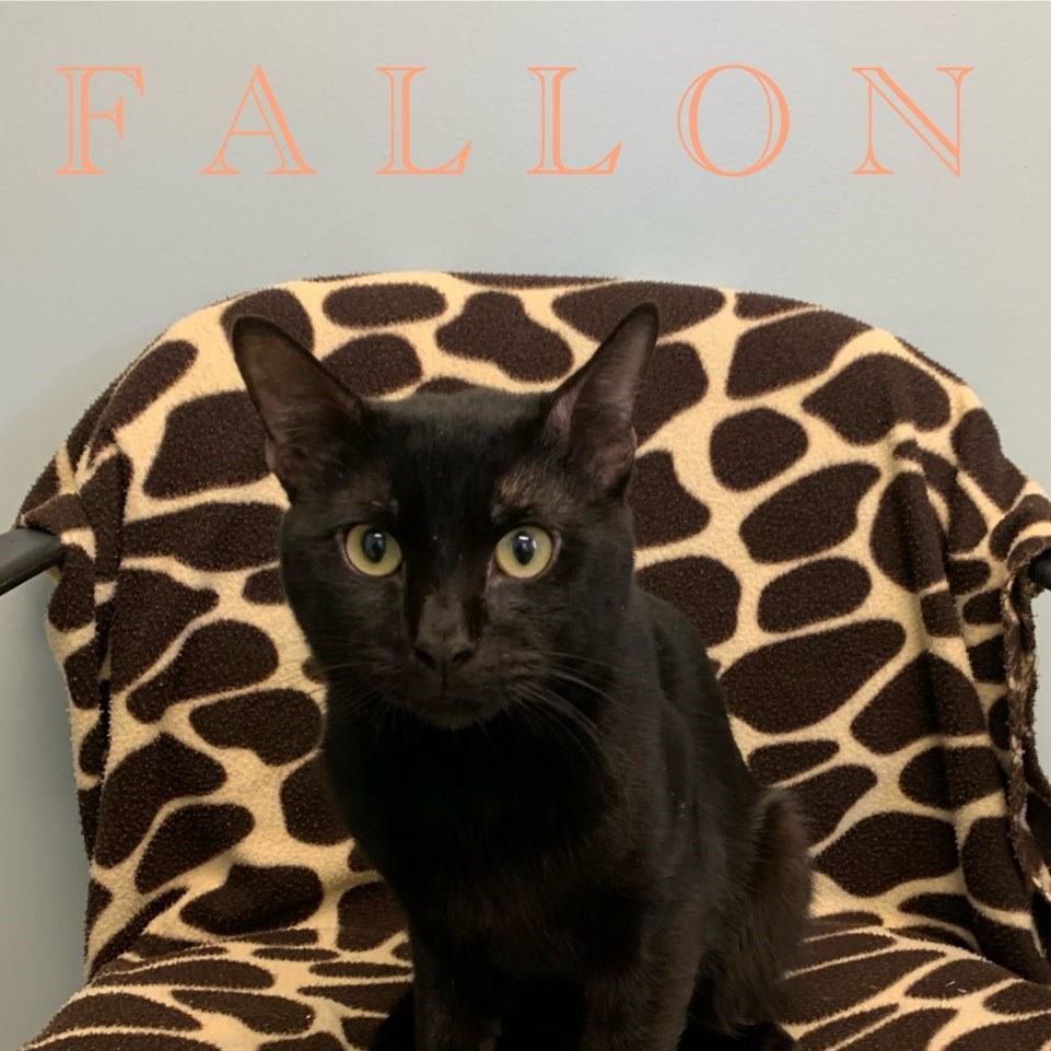 Cats Archives - Homeward Bound: Addison County’s Humane Society