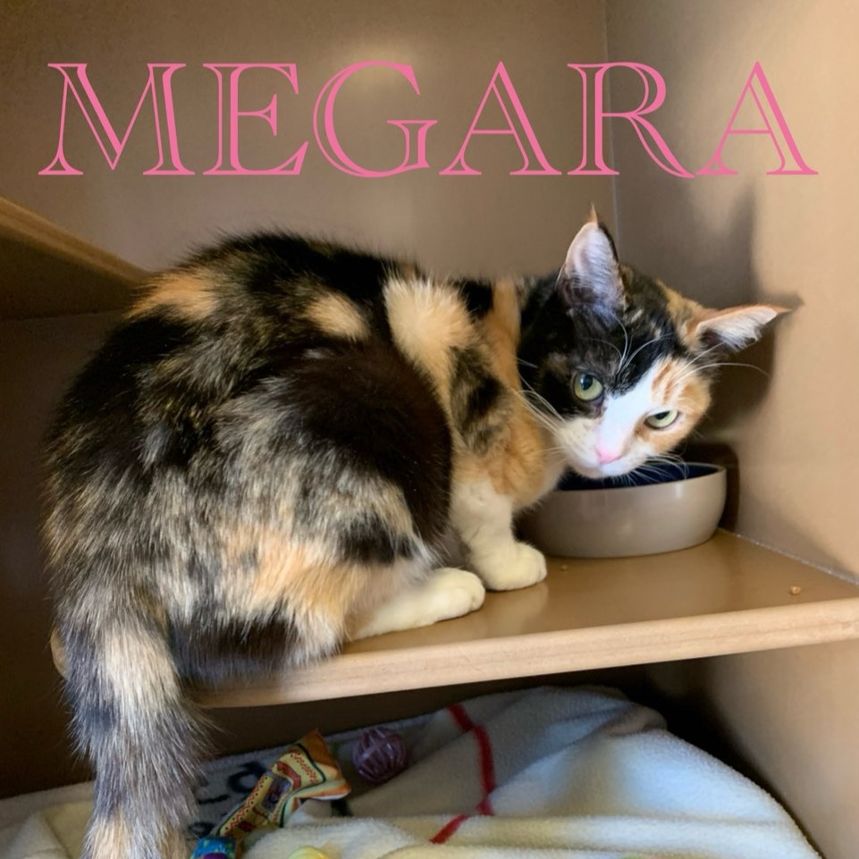 Megara - Homeward Bound: Addison County’s Humane Society