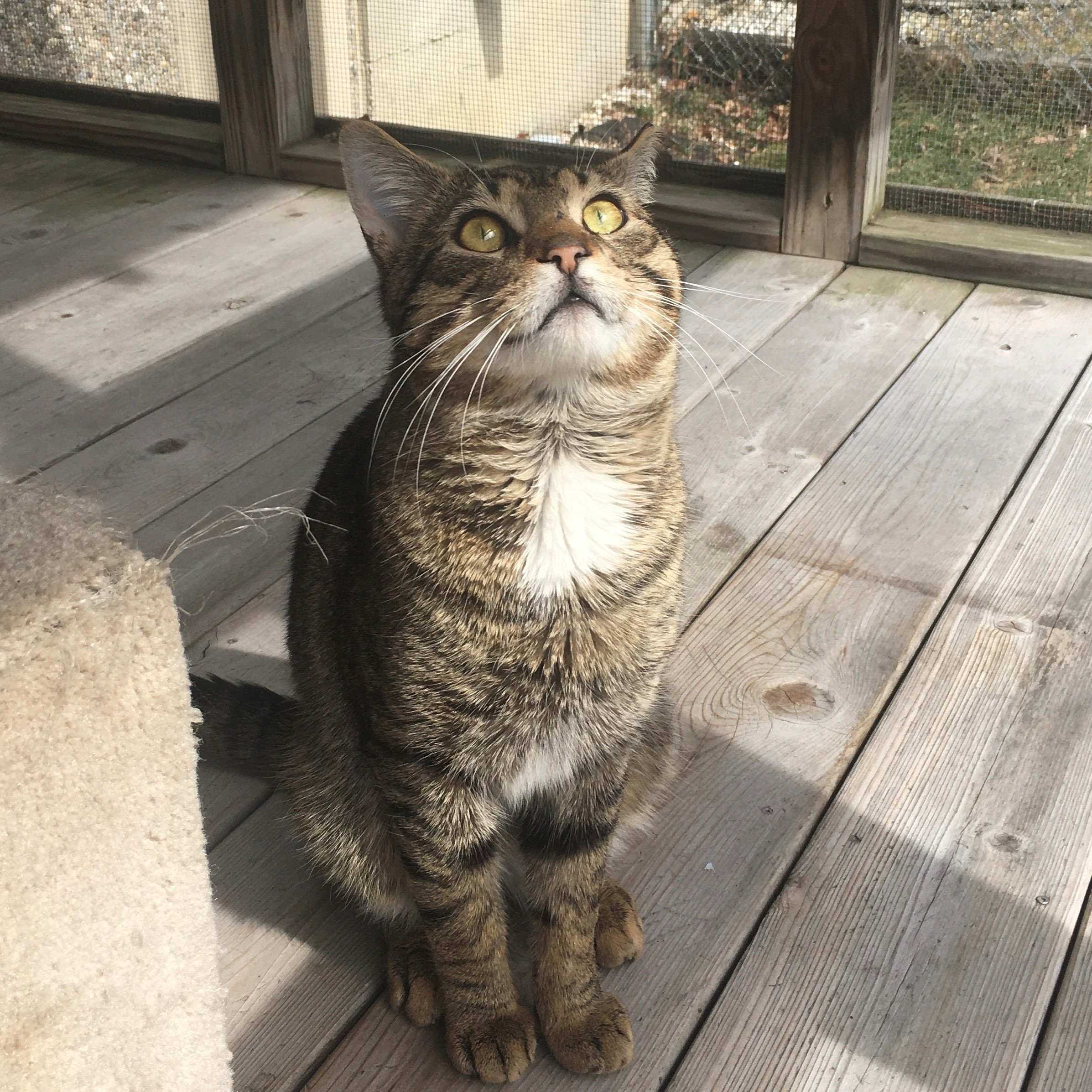 Billy Bob - Homeward Bound: Addison County’s Humane Society