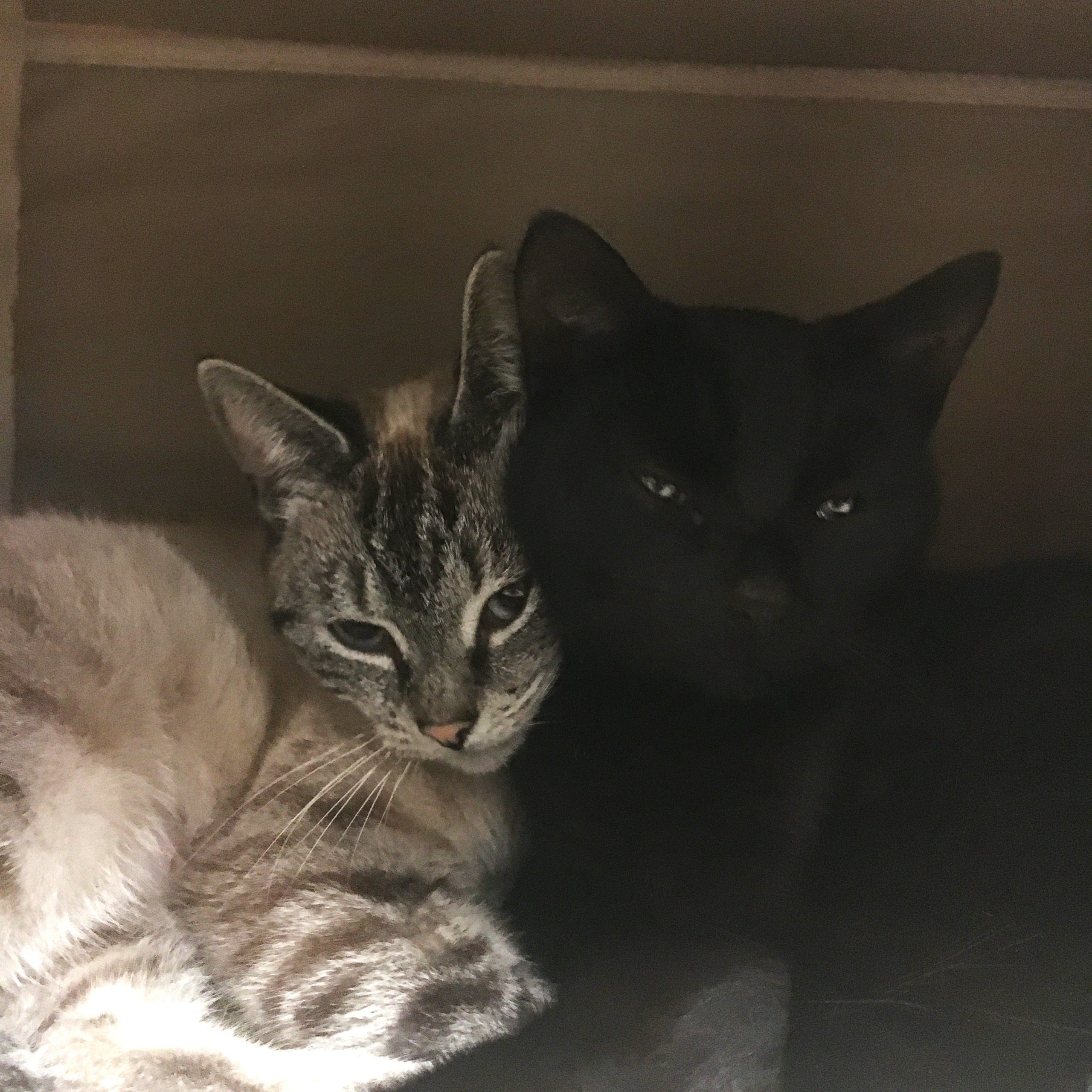 Blanche and Dorothy - Homeward Bound: Addison County’s Humane Society