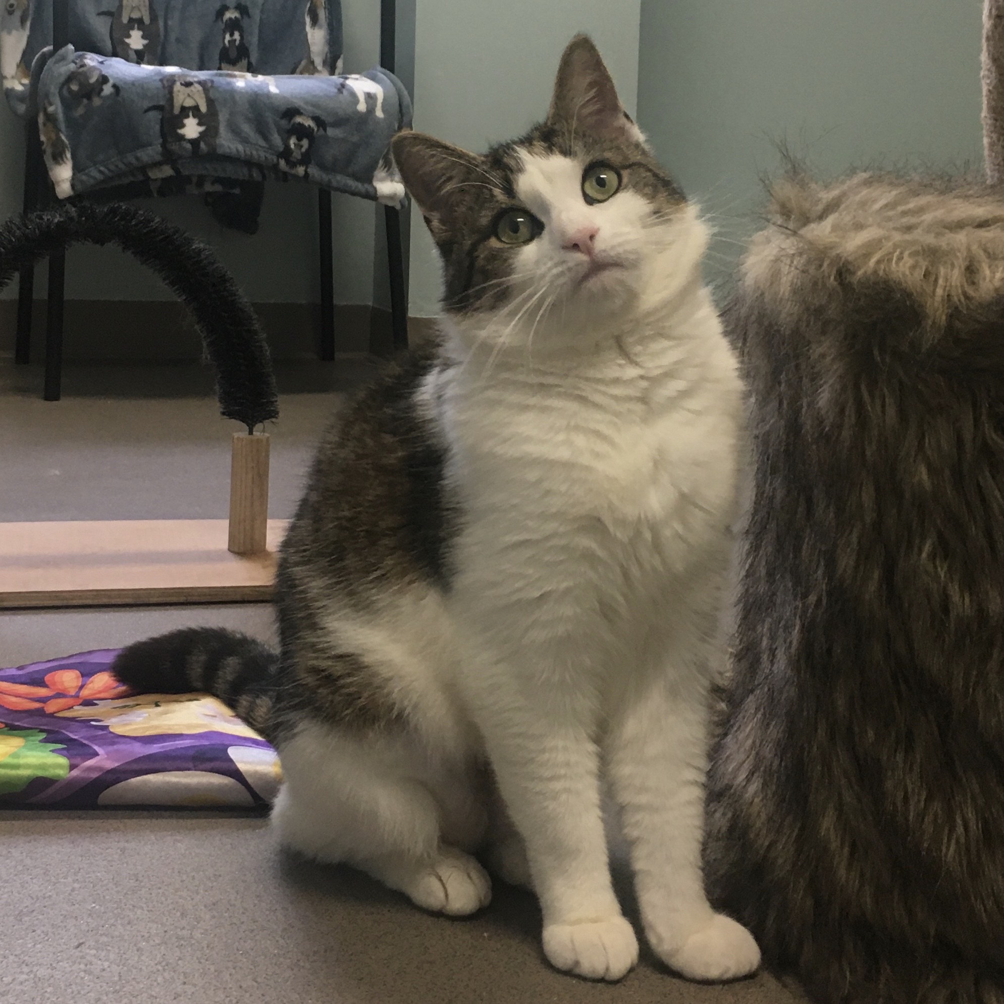 Buddy - Homeward Bound: Addison County’s Humane Society