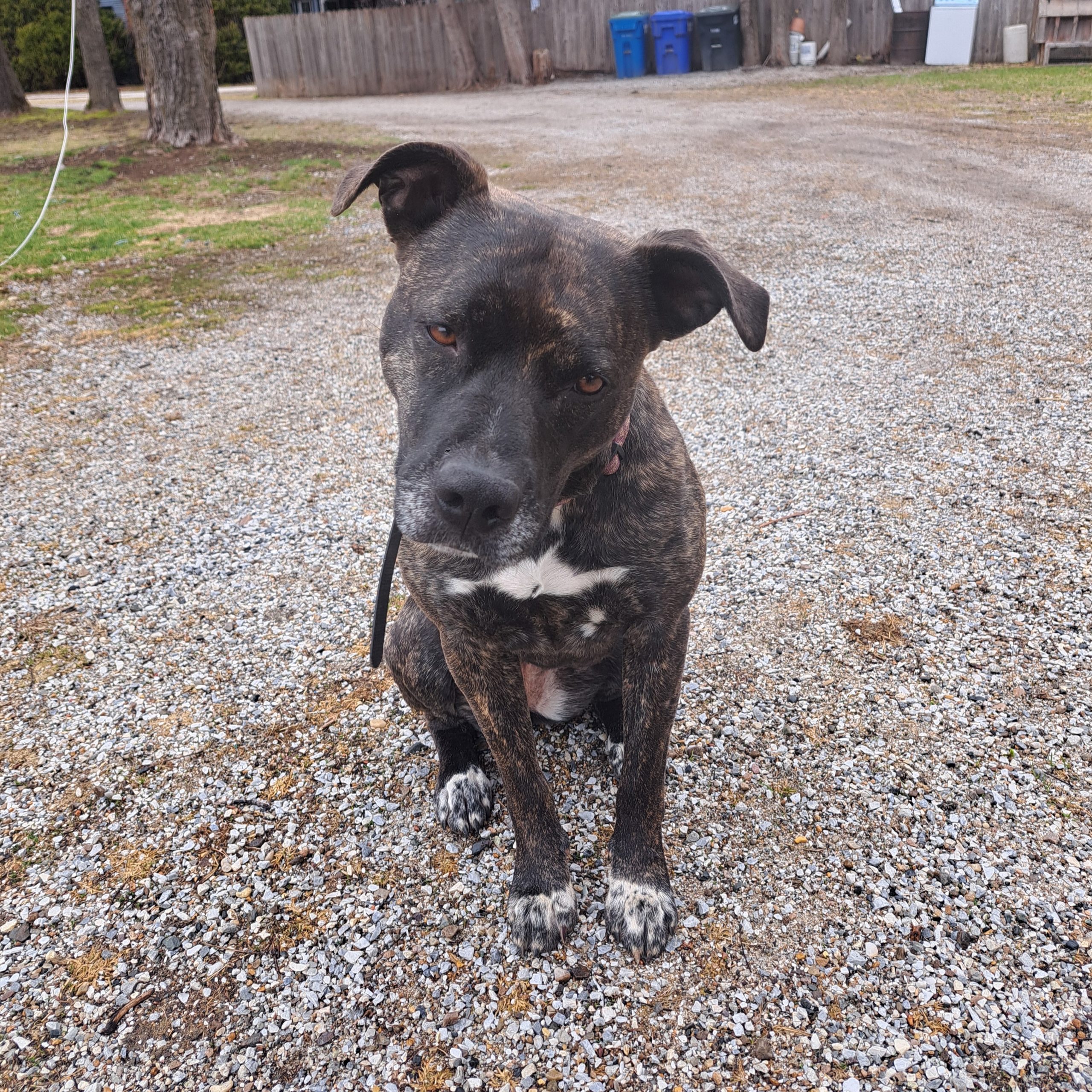 Elle Blue - Homeward Bound: Addison County’s Humane Society