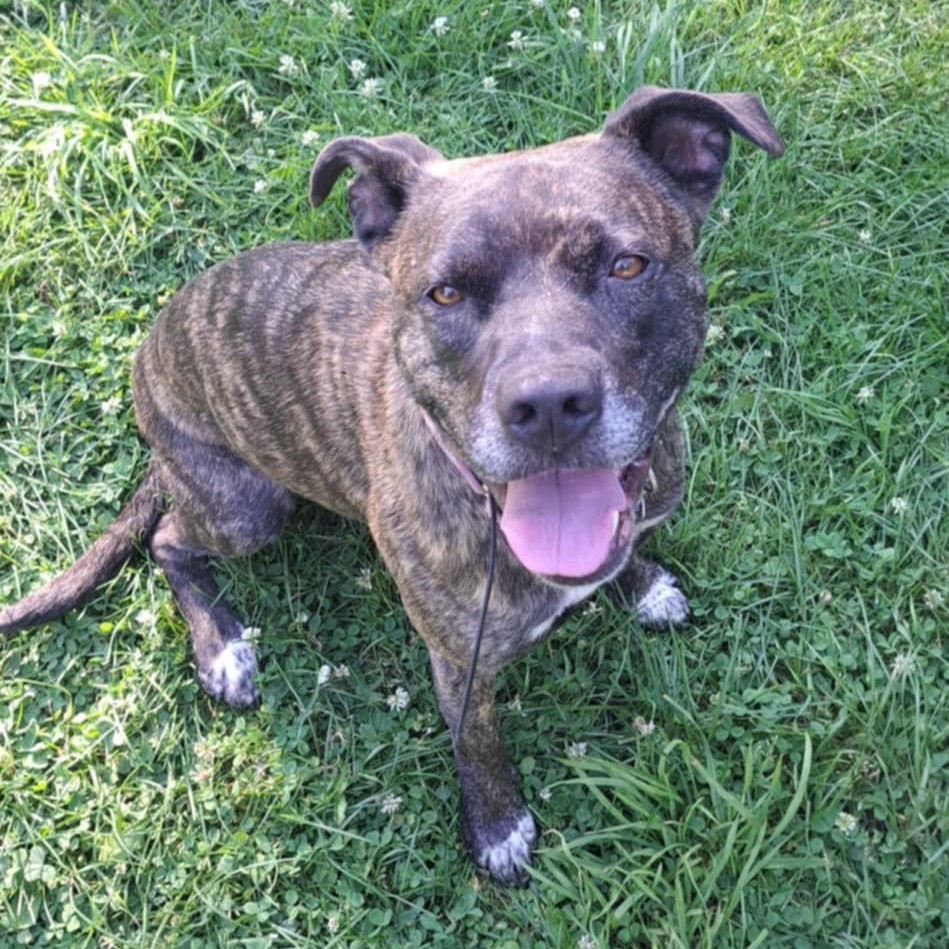 Elle Blue - Homeward Bound: Addison County’s Humane Society