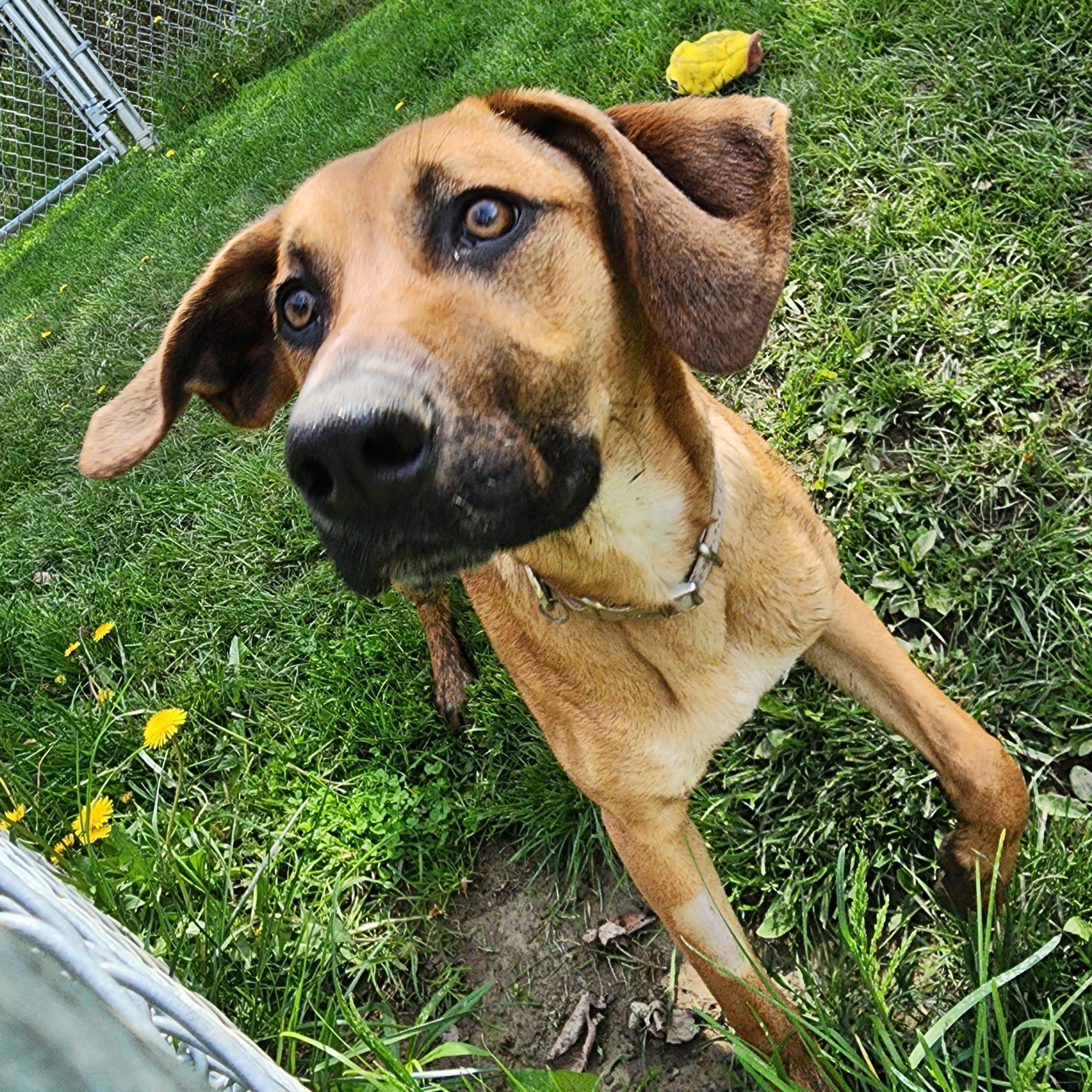 Roxy - Homeward Bound: Addison County’s Humane Society