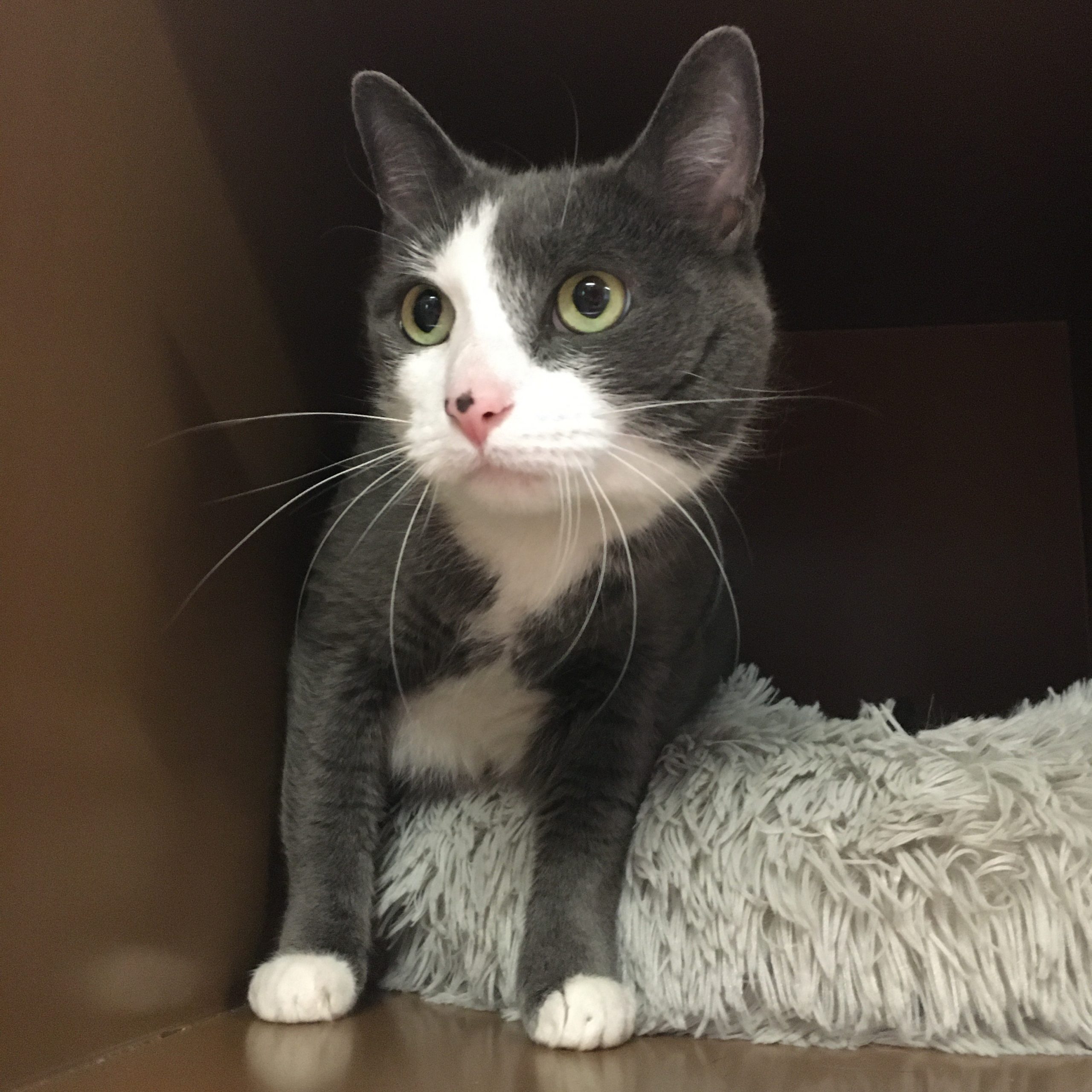 Poco - Homeward Bound: Addison County’s Humane Society