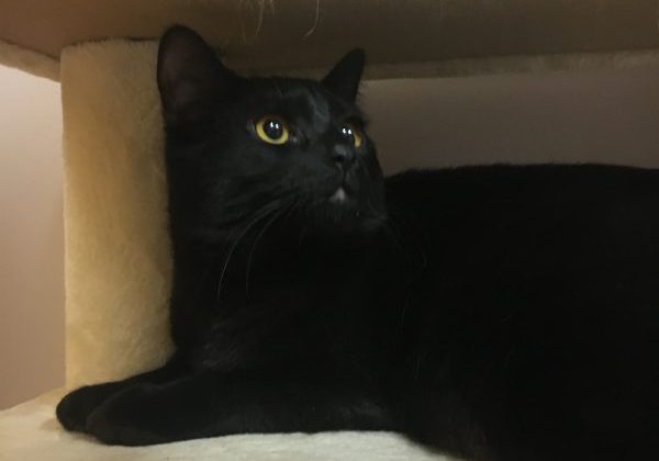 Bridger - Homeward Bound: Addison County’s Humane Society